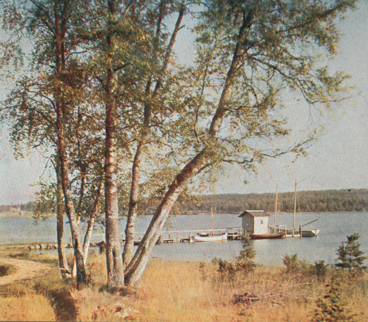 Лиственницы, 1906, фотограф Сергей Прокудин-Горский / Фото / Камералабс