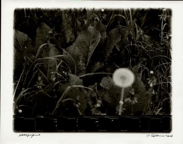 Одуванчик, 2007. Фотограф Игорь Савченко / Фото / Камералабс